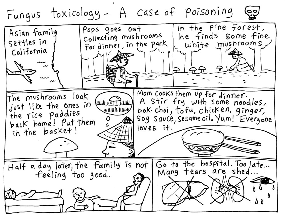 64. FUNGUS – basics | Mission Azul