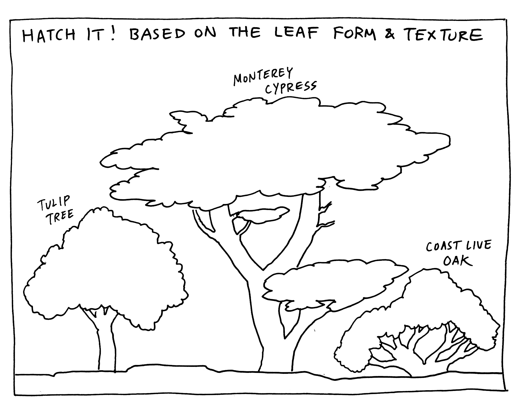 75. LANDSCAPE DESIGN: Hatching | Mission Azul