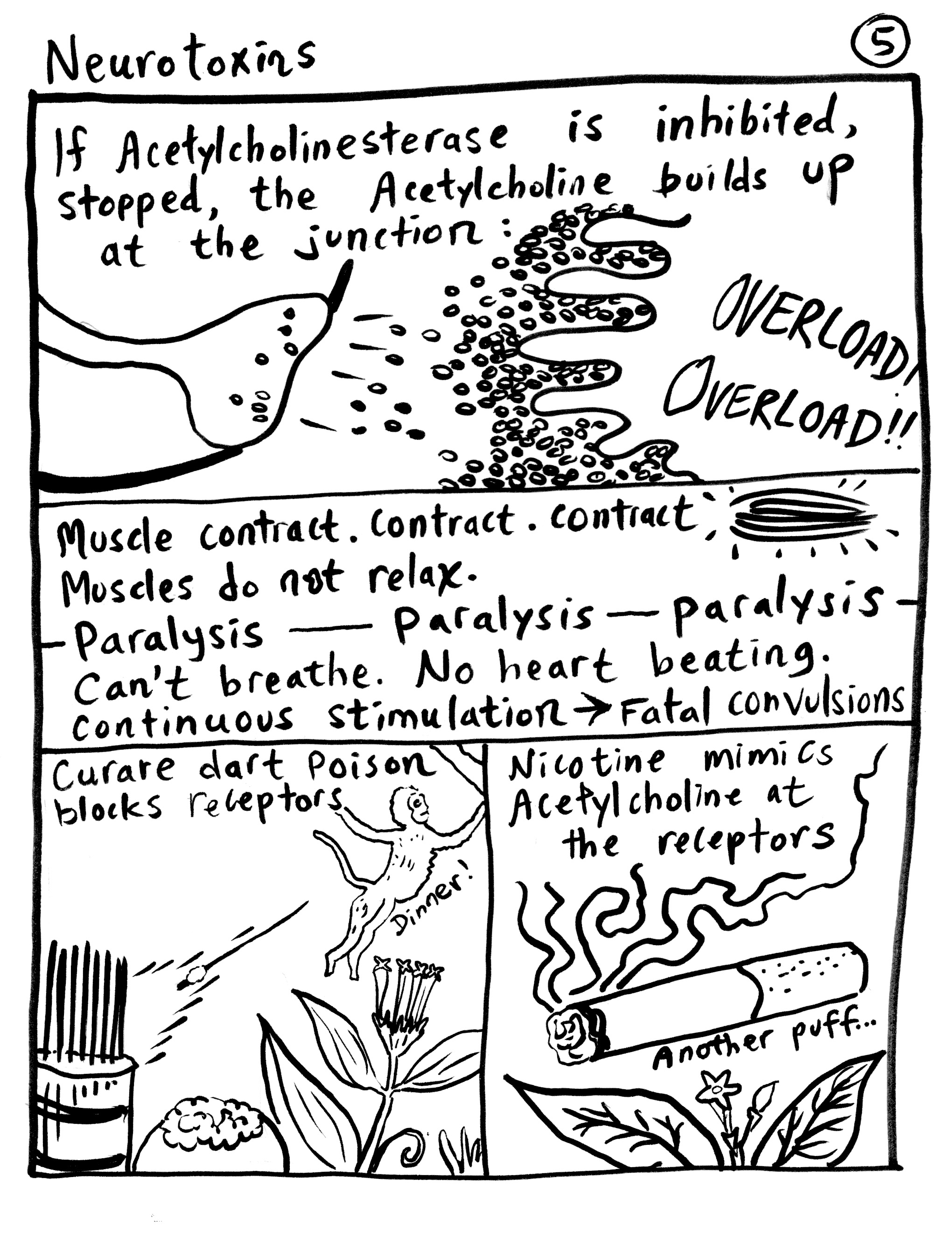 103. PESTICIDES: Nerves & acetylcholine, poisons & horticulture ...