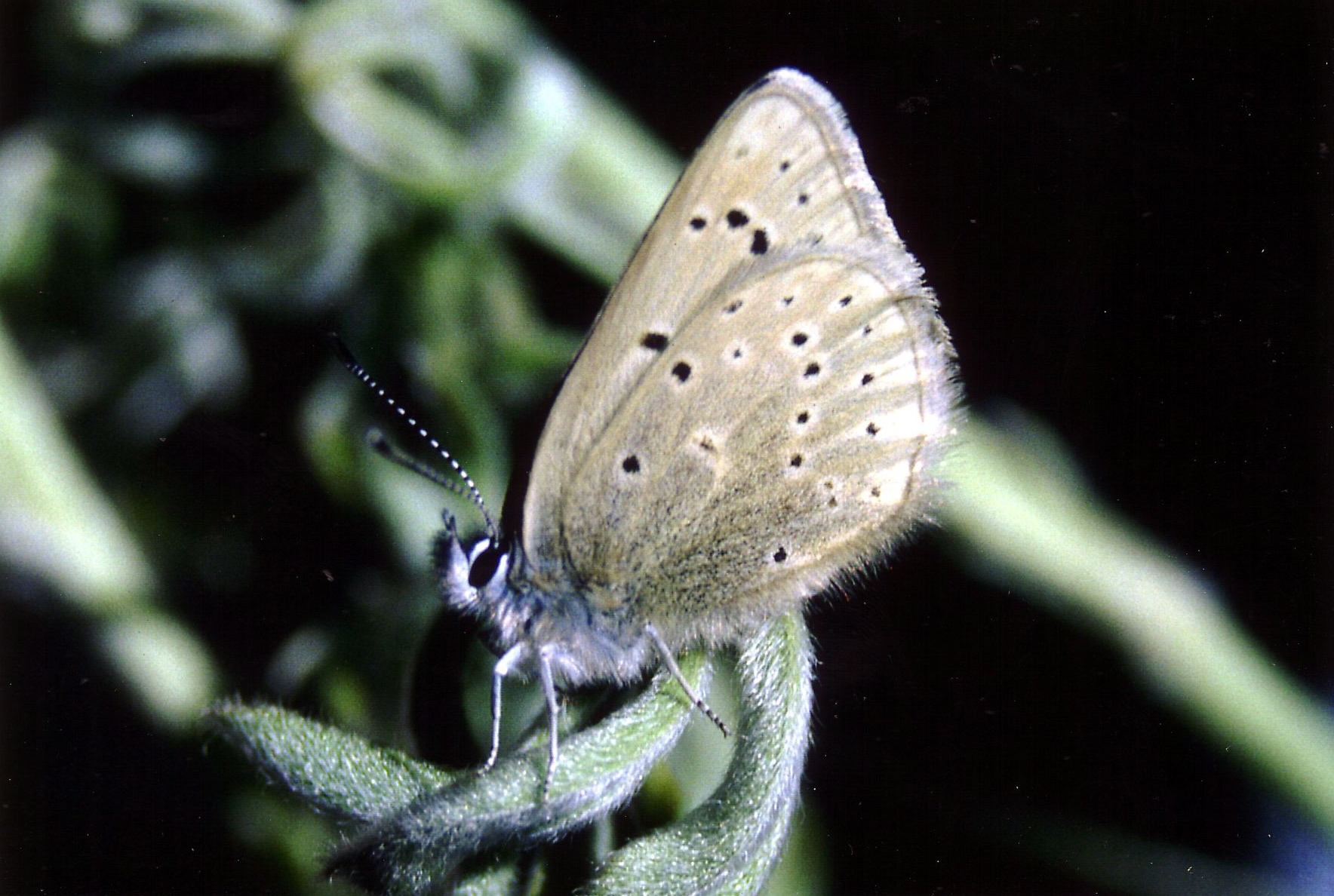 156. GARDENING: Addendum to Chapter 7 Insects CMGH | Mission Azul