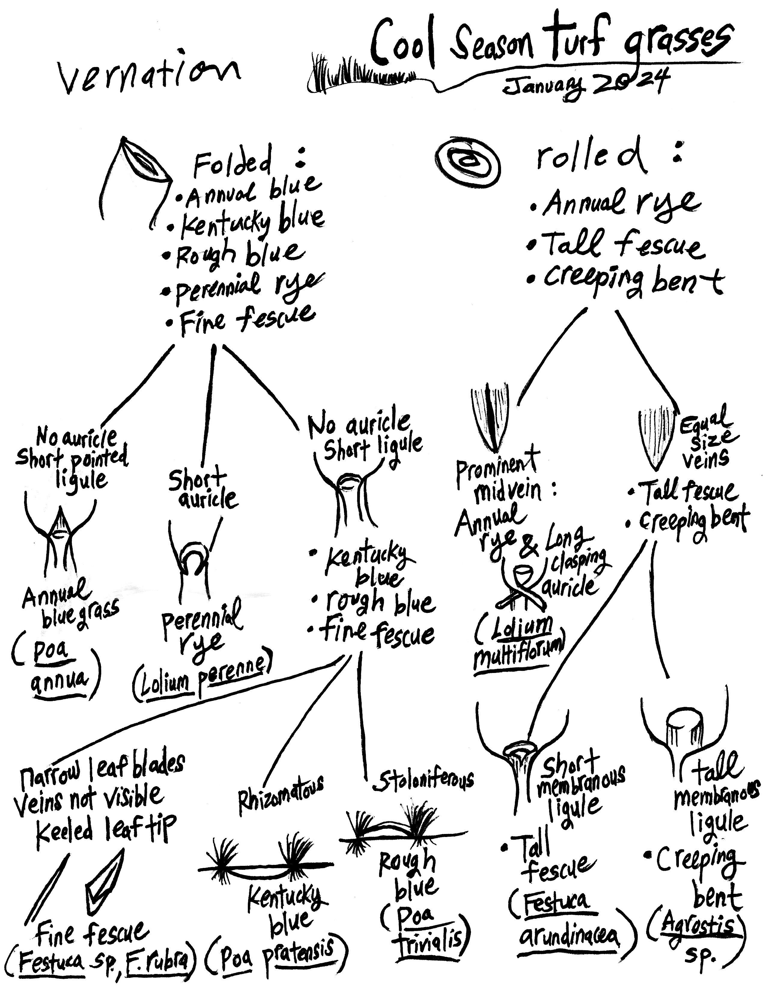 234: MAINTENANCE: Cool season turf grasses -basic & easy identification ...